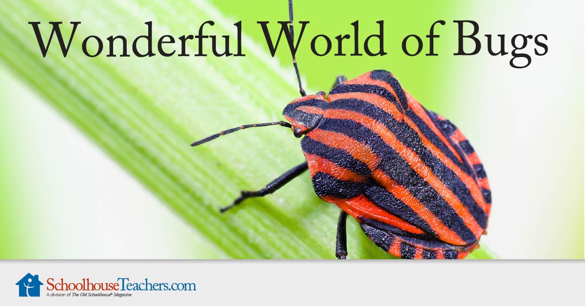Wonderful World of Bugs Class - SchoolhouseTeachers.com