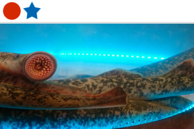 Science for Homeschoolers: Experiment, Engage, and Educate