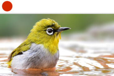 Science for Homeschoolers: Experiment, Engage, and Educate