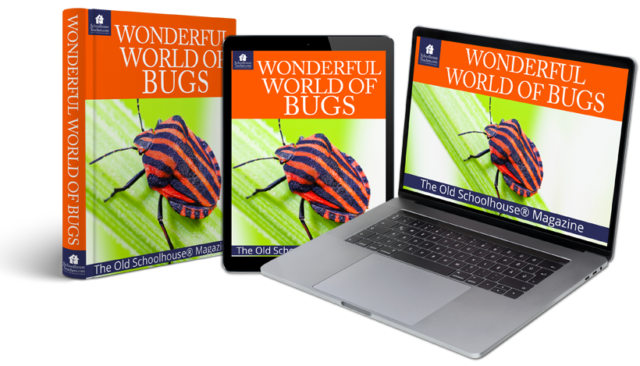 Wonderful World of Bugs Homeschool Science Course