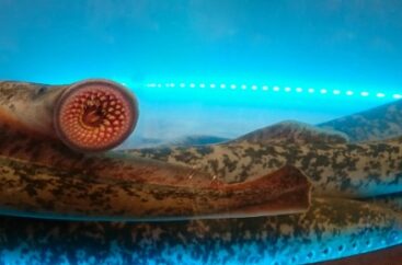 Discovering Disgusting Creatures - SchoolhouseTeachers.com