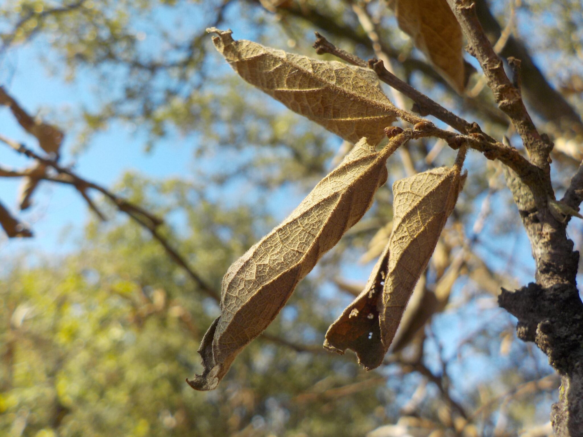 2023 Art Fair - SchoolhouseTeachers.com