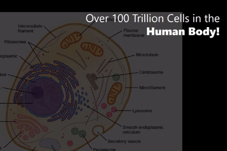 Creation Worldview | Origin of Life Part 6: Complexity of the Cell ...